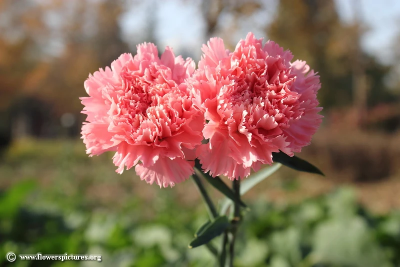 CARNATION | Flowerland Wiki | Fandom