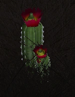 Node: Blood Cactus | Fallen Earth Wiki | Fandom