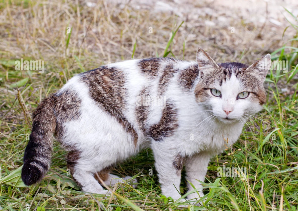 Biff (Cat) | Fallocaust Wiki | Fandom