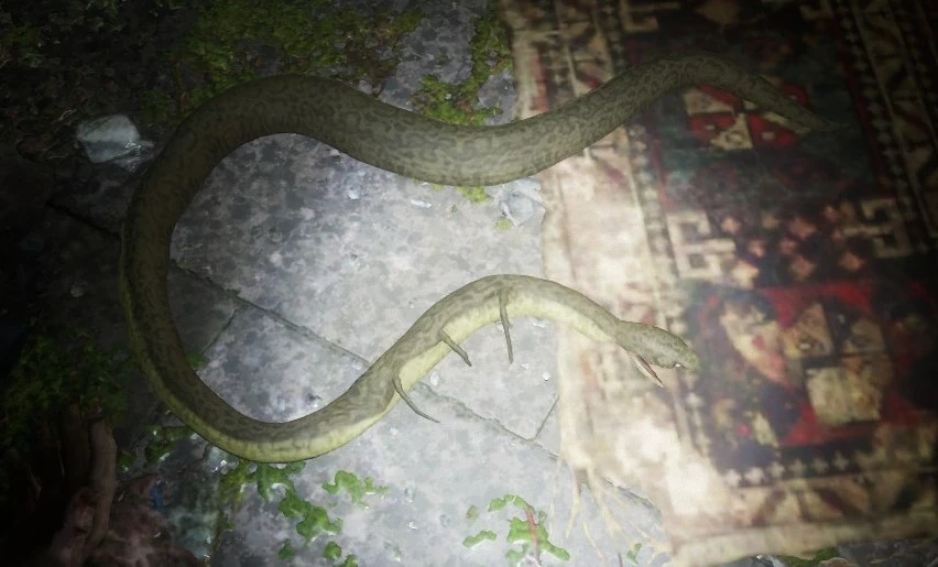 Snake | Fallout dnd Wiki | Fandom