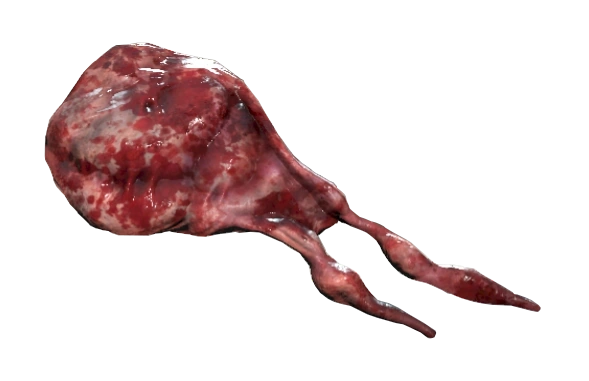 Tick meat | Fallout dnd Wiki | Fandom