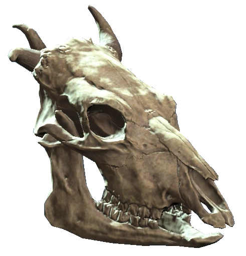 Brahmin skull | Fallout dnd Wiki | Fandom