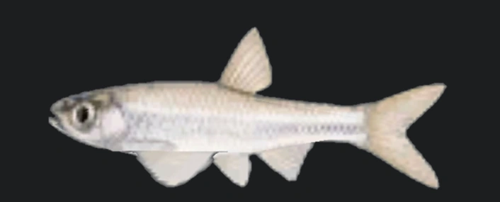 Fish | Fallout dnd Wiki | Fandom