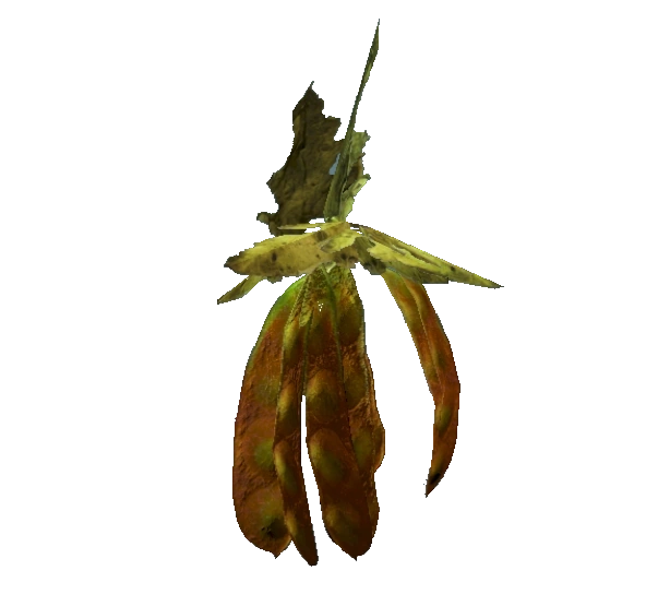 Silt bean | Fallout dnd Wiki | Fandom