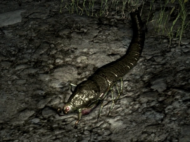 Shrimp | Fallout dnd Wiki | Fandom