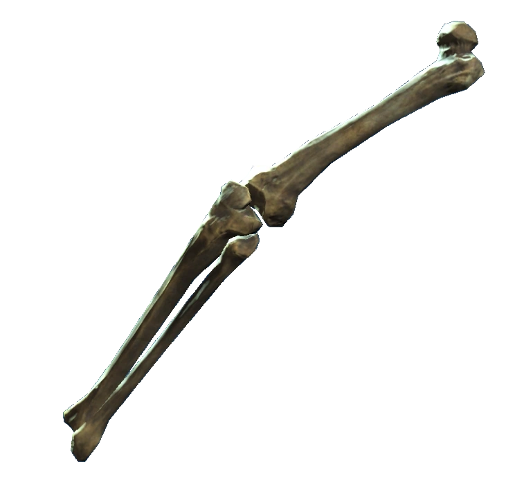 Leg bones | Fallout dnd Wiki | Fandom