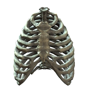 Rib cage | Fallout dnd Wiki | Fandom