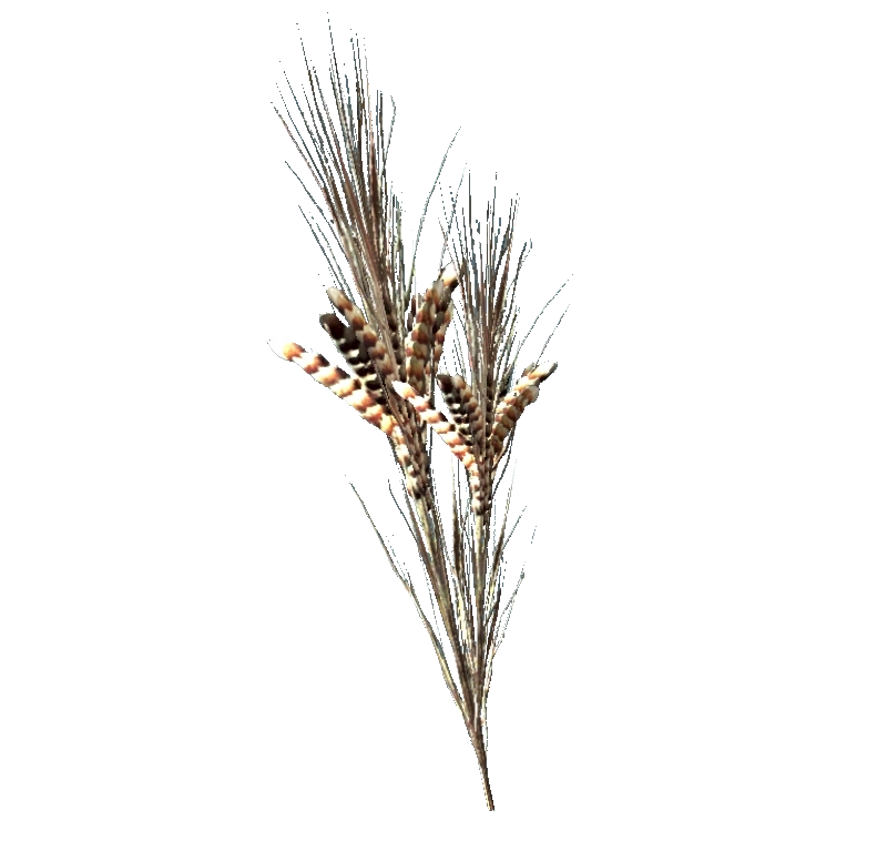 Razorgrain | Fallout dnd Wiki | Fandom