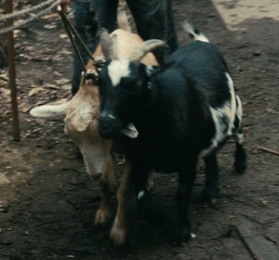 Goat | Fallout dnd Wiki | Fandom