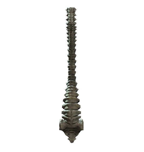 Spine | Fallout dnd Wiki | Fandom
