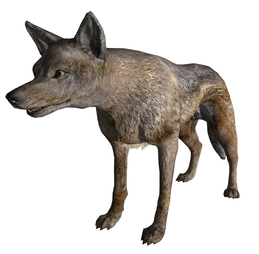 Coyote | Fallout dnd Wiki | Fandom