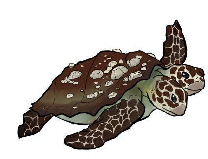 Mutant Sea Turtle | Fallout: Hawaii Wikia | Fandom