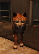 Cat (Fallout 76) | Fallout Wiki | Fandom