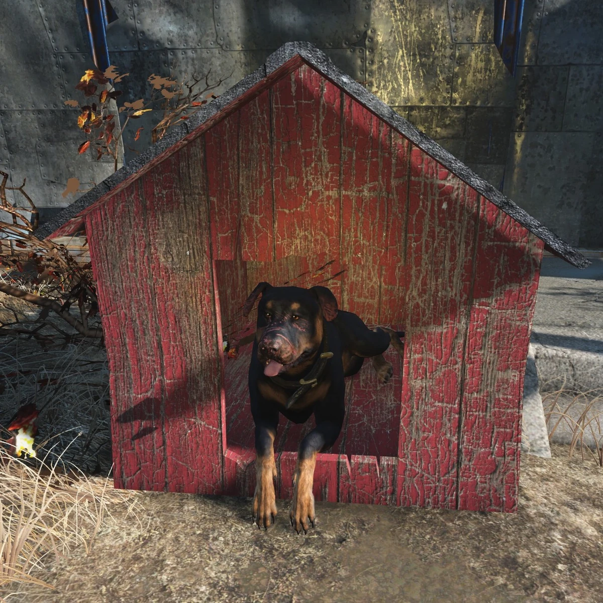 Junkyard dog | Fallout Wiki | Fandom