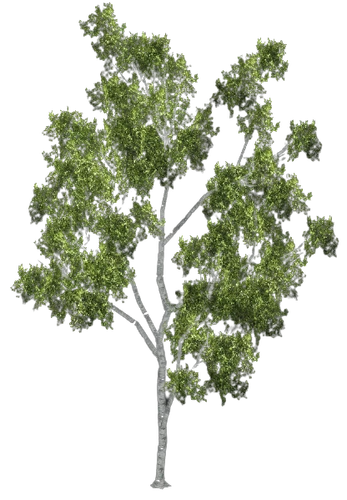 Grey birch tree | Fallout Wiki | Fandom