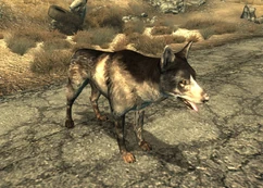 Dogmeat (Fallout 3) | Fallout Wiki | Fandom
