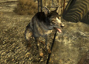 Dog (Fallout: New Vegas) | Fallout Wiki | Fandom