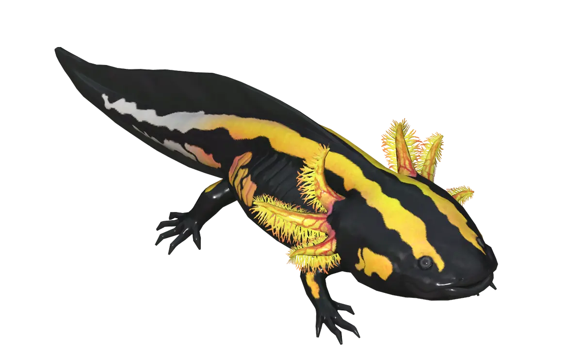 Striped axolotl | Fallout Wiki | Fandom