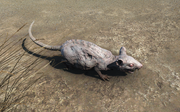 Rad-rat (Nuka-World) | Fallout Wiki | Fandom