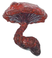 Gut shroom | Fallout Wiki | Fandom