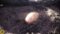 Deathclaw egg (Fallout 76) | Fallout Wiki | Fandom