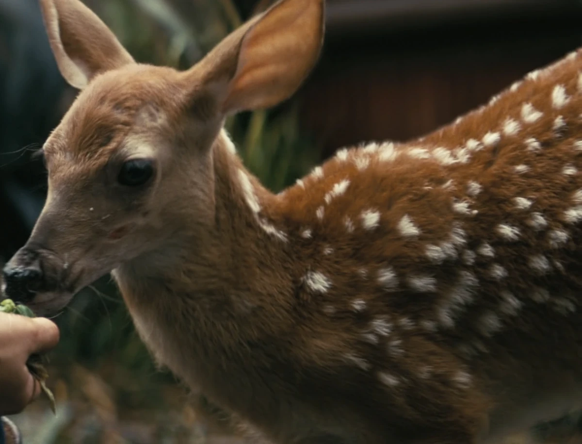 Deer | Fallout Wiki | Fandom