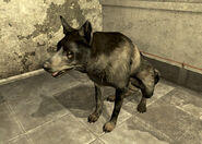 Dog (Fallout: New Vegas) | Fallout Wiki | Fandom