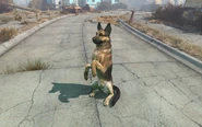 Dogmeat (Fallout 4) | Fallout Wiki | Fandom