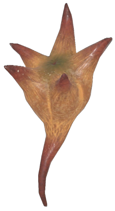 Prickeye | Fallout Wiki | Fandom