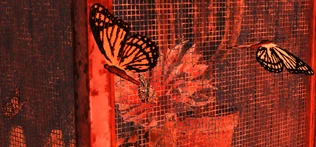 Butterfly | Fallout Wiki | Fandom