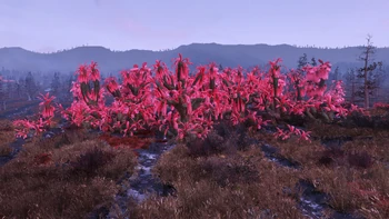 Sundew | Fallout Wiki | Fandom