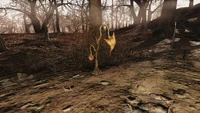 Prickeye plant | Fallout Wiki | Fandom