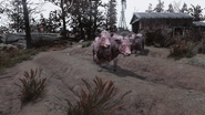 Brahmin (Fallout 76) | Fallout Wiki | Fandom