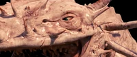 Gulper (TV series) | Fallout Wiki | Fandom