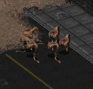 Floater (Fallout 2) | Fallout Wiki | Fandom