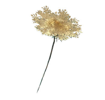 Carrot flower (Fallout 4) | Fallout Wiki | Fandom