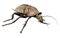 Radroach | Fallout Wiki | Fandom