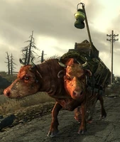 Brahmin (Fallout 3) | Fallout Wiki | Fandom