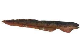 Purple radpole | Fallout Wiki | Fandom