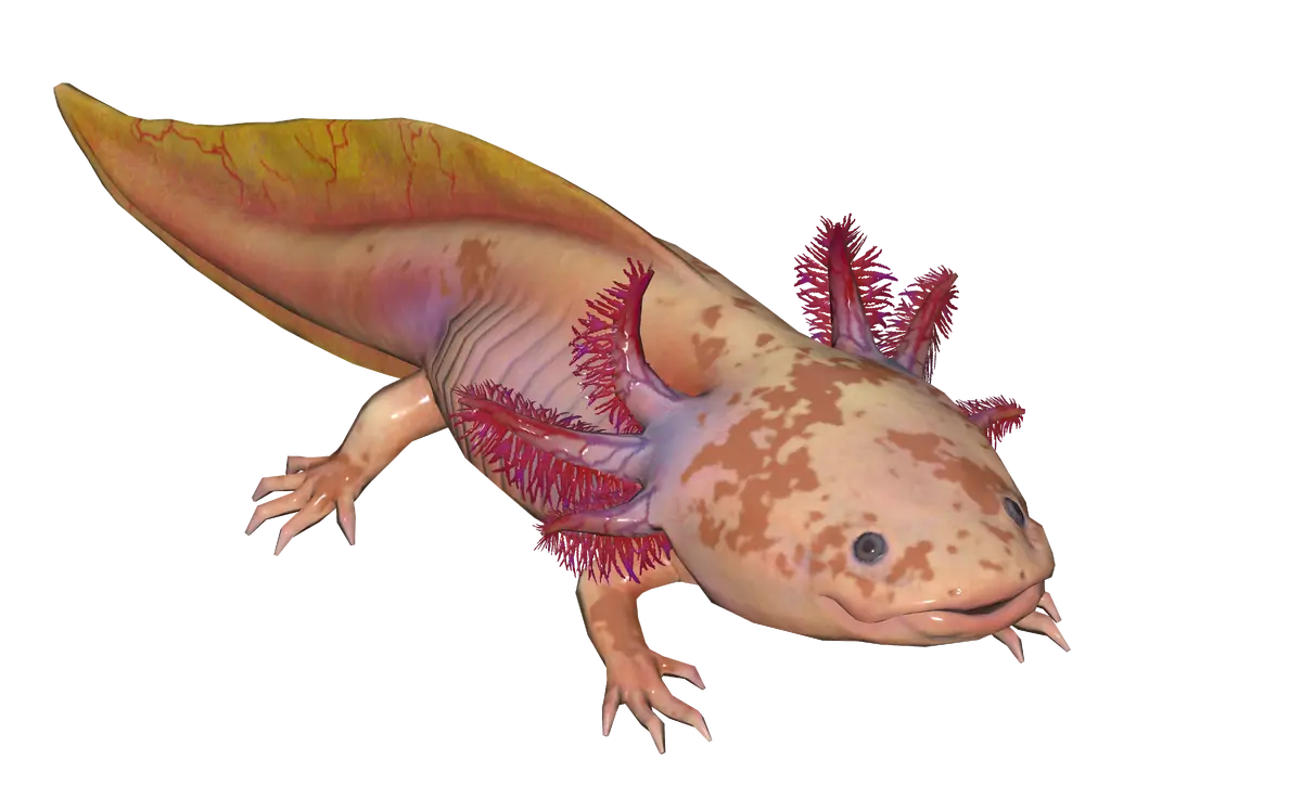 Speckled axolotl | Fallout Wiki | Fandom