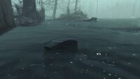 Fish (Fallout 4) | Fallout Wiki | Fandom