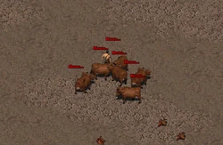 Brahmin Fallout 2