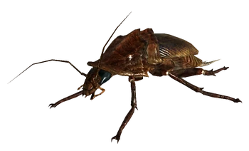 Radroach (Fallout 3) | Fallout Wiki | Fandom