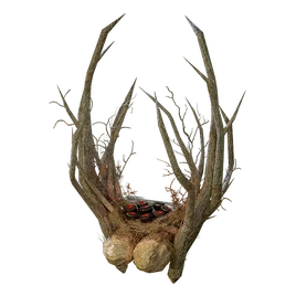 Mothman nest | Fallout Wiki | Fandom