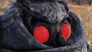Mothman | Fallout Wiki | Fandom