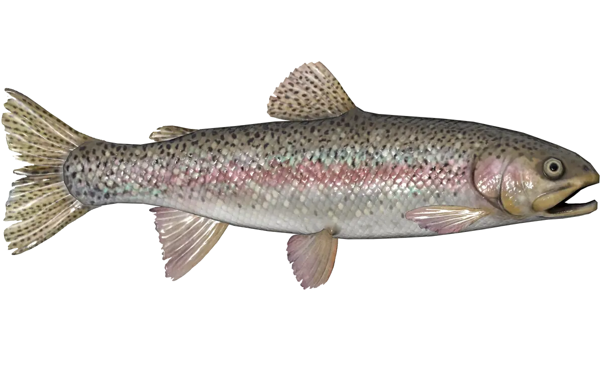 Ridge trout | Fallout Wiki | Fandom
