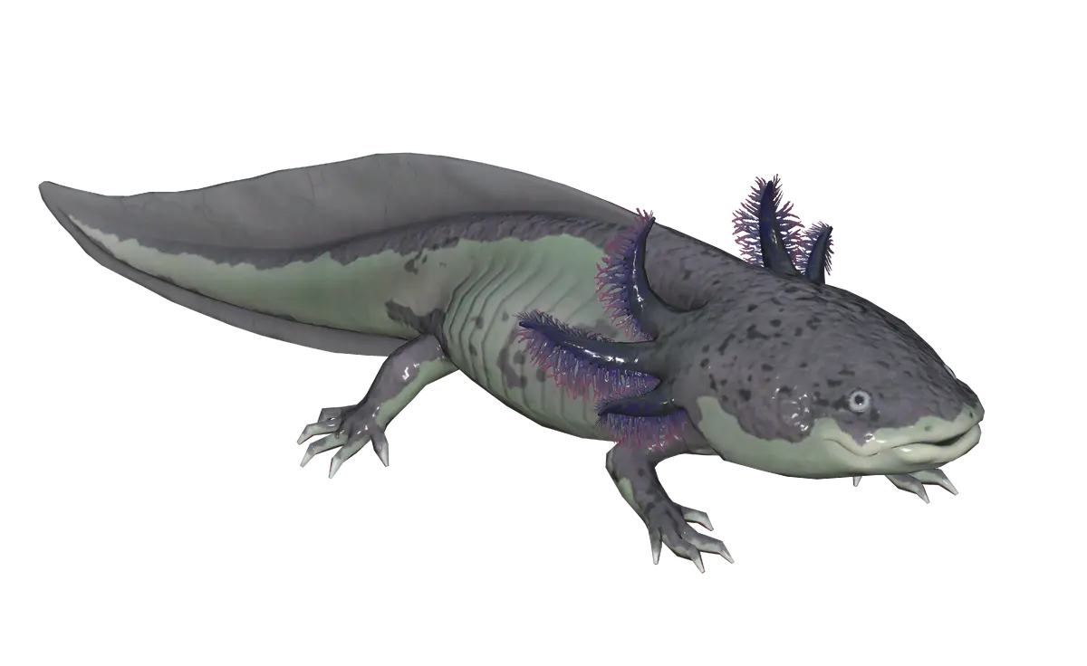 Clay axolotl | Fallout Wiki | Fandom
