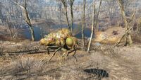 Bloatfly (Fallout 4) | Fallout Wiki | Fandom