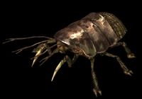 Radroach | Fallout Wiki | Fandom