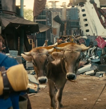 Brahmin (TV series) | Fallout Wiki | Fandom